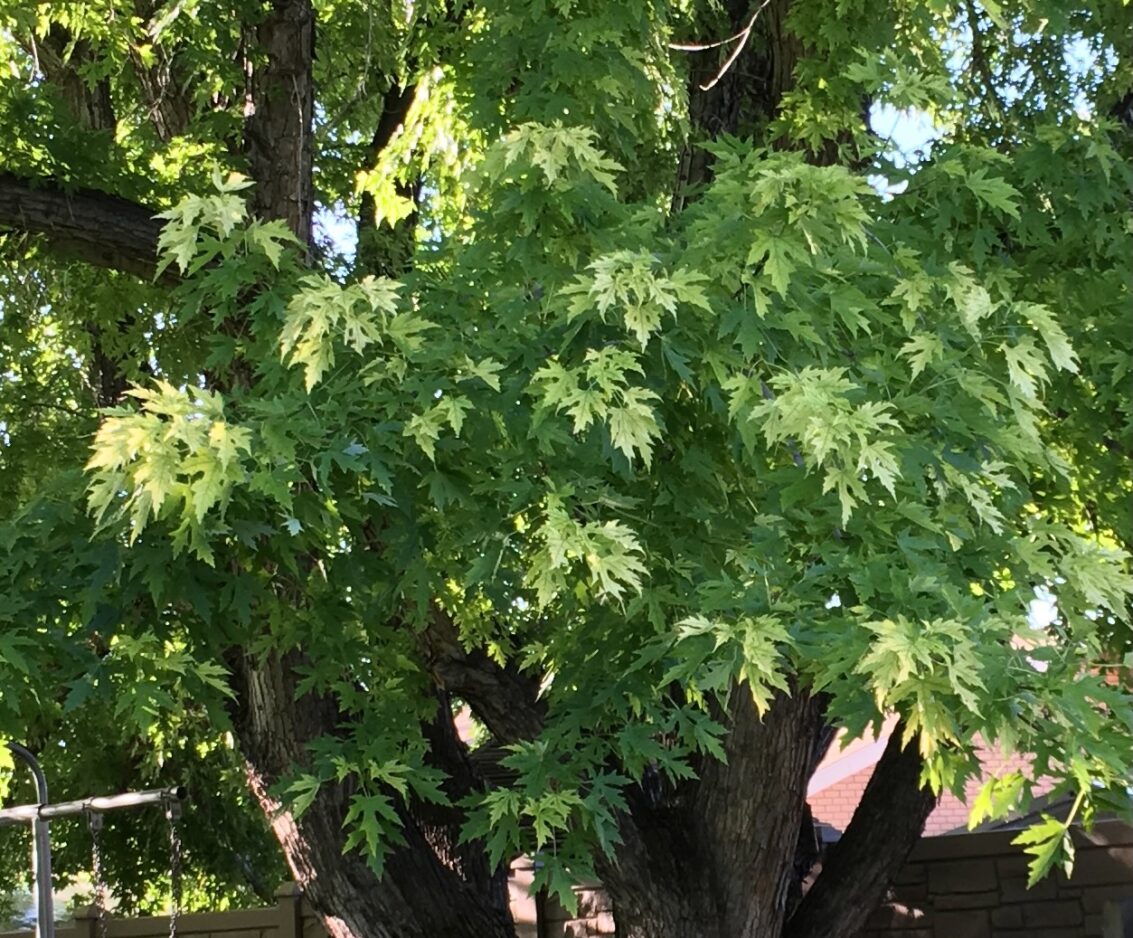 Garden Help Desk: The best time to apply chelated iron to your maple ...